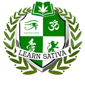 Space Runtz Weed Strain Information & Effects