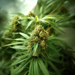 Jack Herer Weed Strain Information & Effects