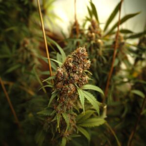 Bubba Kush Weed Strain Information & Effects