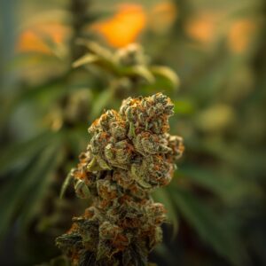 Chocolope Strain Information & Effects