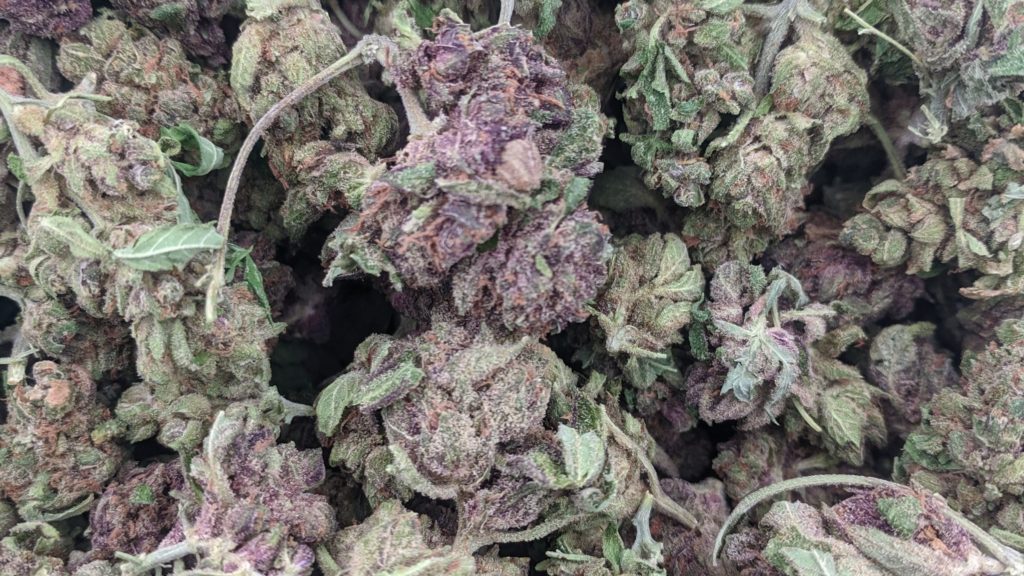 5 Grape Weed Strains You Should Know About