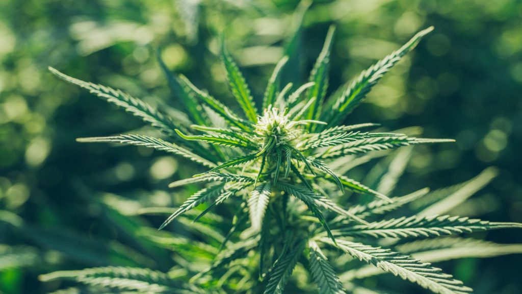 Growing Weed Outdoors: Increasing Your Yields - Sativa University