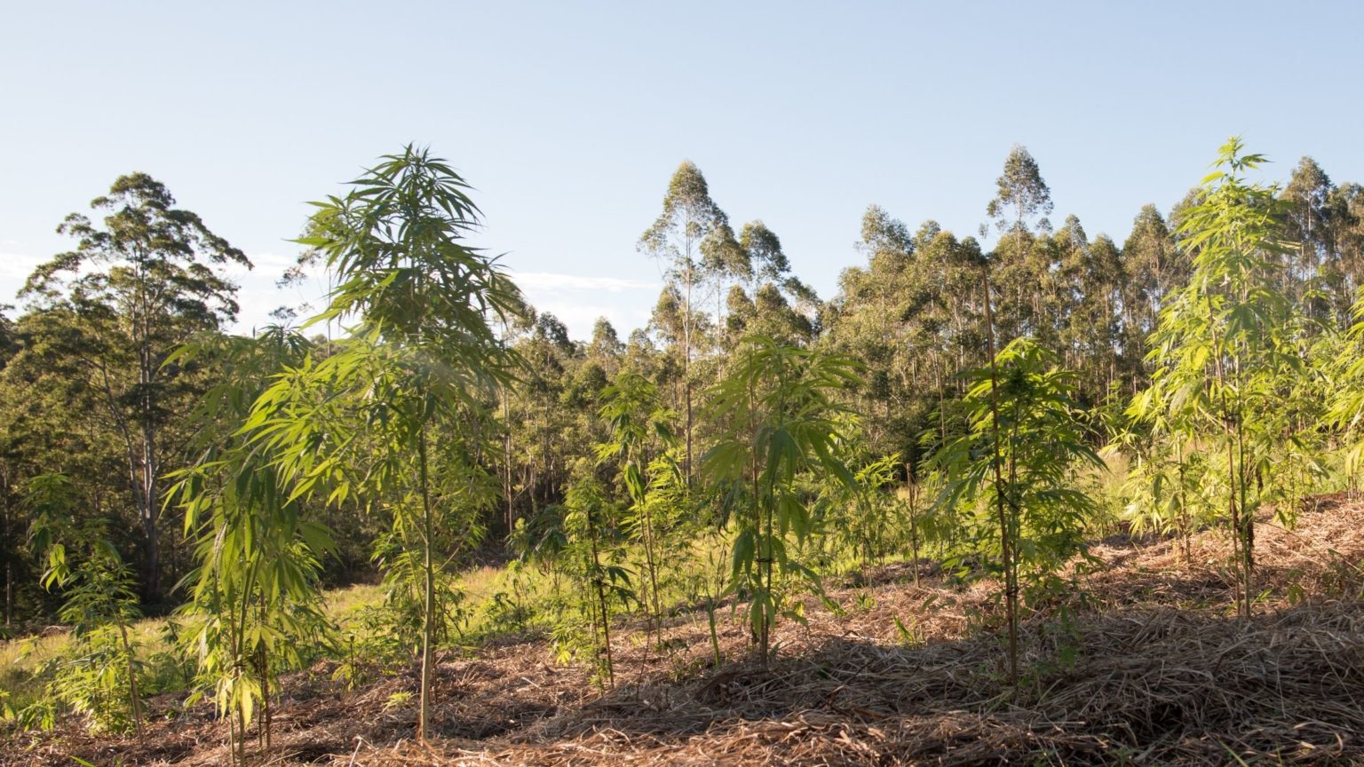 Growing Weed Outdoors: Increasing Your Yields - Sativa University