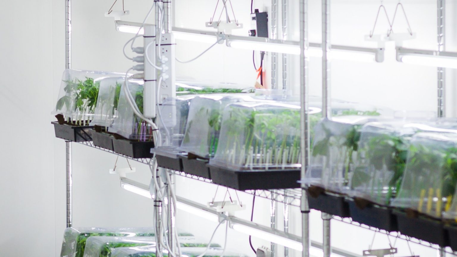 How To Clone Cannabis Plants - Sativa University