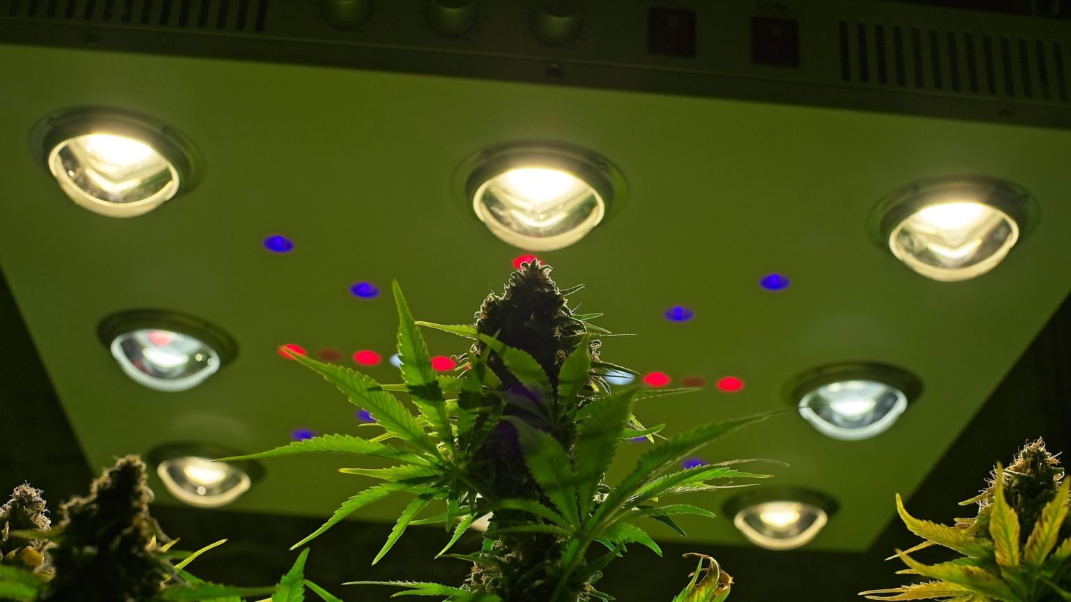 How To Grow Cannabis Indoors: Where To Start - Starter's Guide