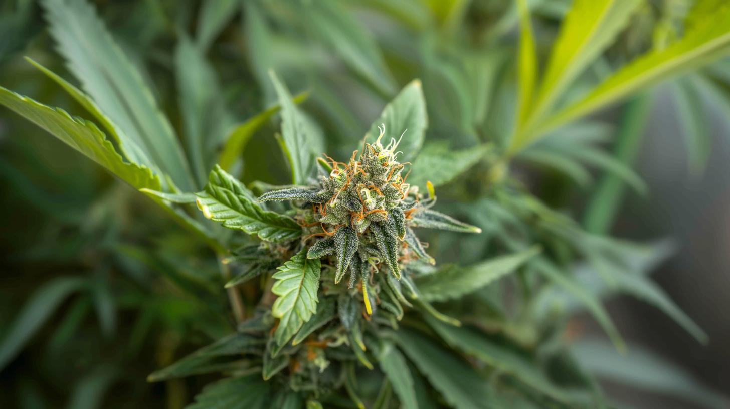 Animal Crackers Weed Strain Information & Effects