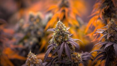 Runtz Strain Information & Effects