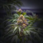 Purple Punch Strain Information & Effects