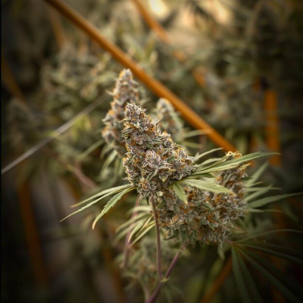 Sundae Driver Strain Information & Effects