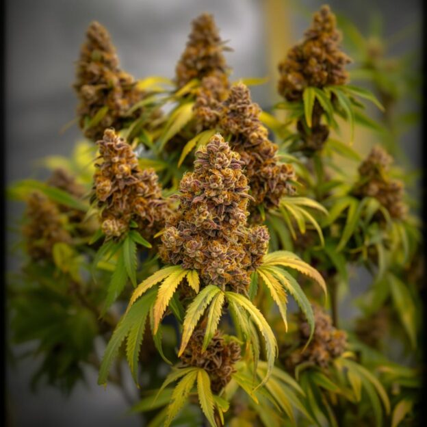 London Pound Cake Strain Information & Effects