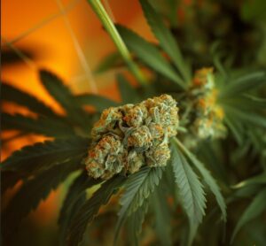 Bruce Banner Strain Information & Effects