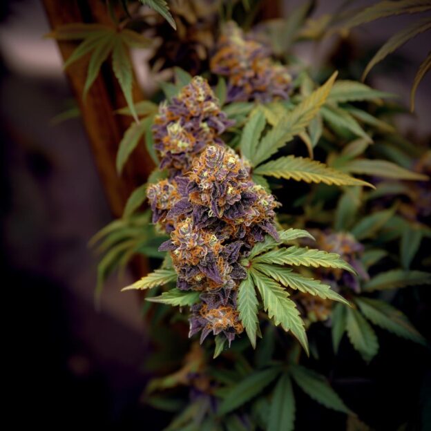 Fruity Pebbles Strain (FPOG) Information & Effects