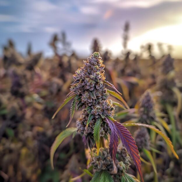 MAC Strain Information & Effects