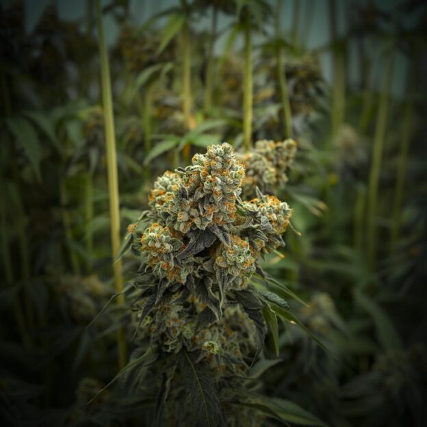 La Kush Cake Weed Strain Information & Effects