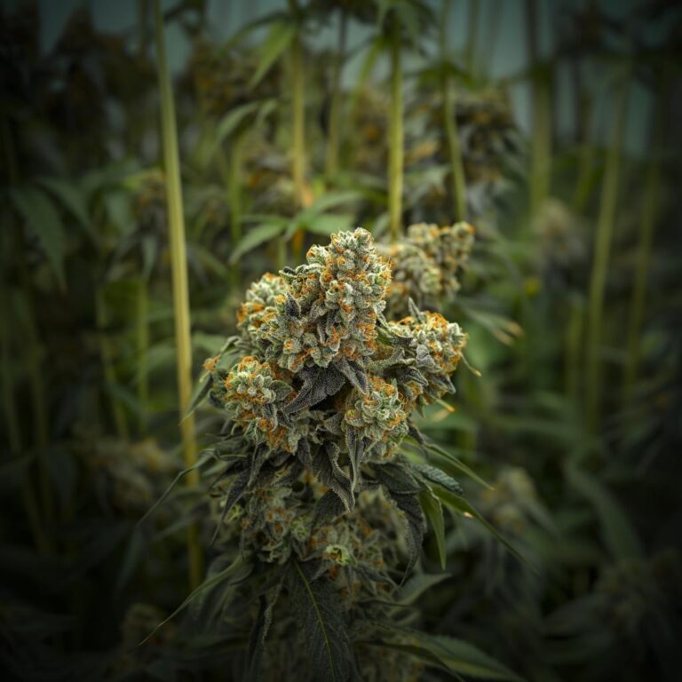 La Kush Cake Weed Strain Information & Effects