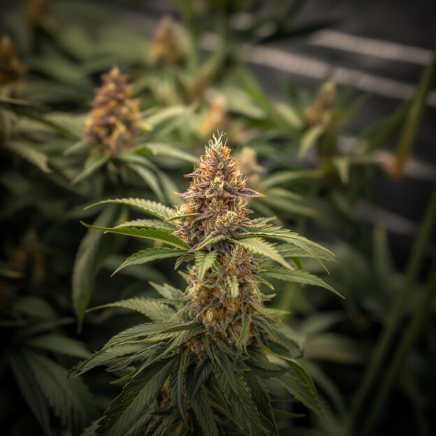 Jet Fuel Gelato Weed Strain Information & Effects