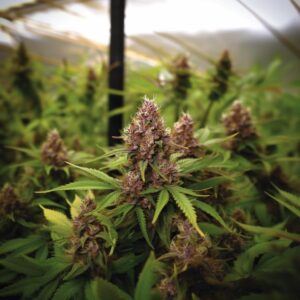 Purple Haze Weed Strain Information & Effects