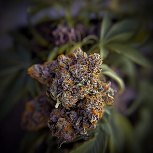 Grape Gas Weed Strain Information & Effects