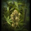 Cap Junky Weed Strain Information & Effects