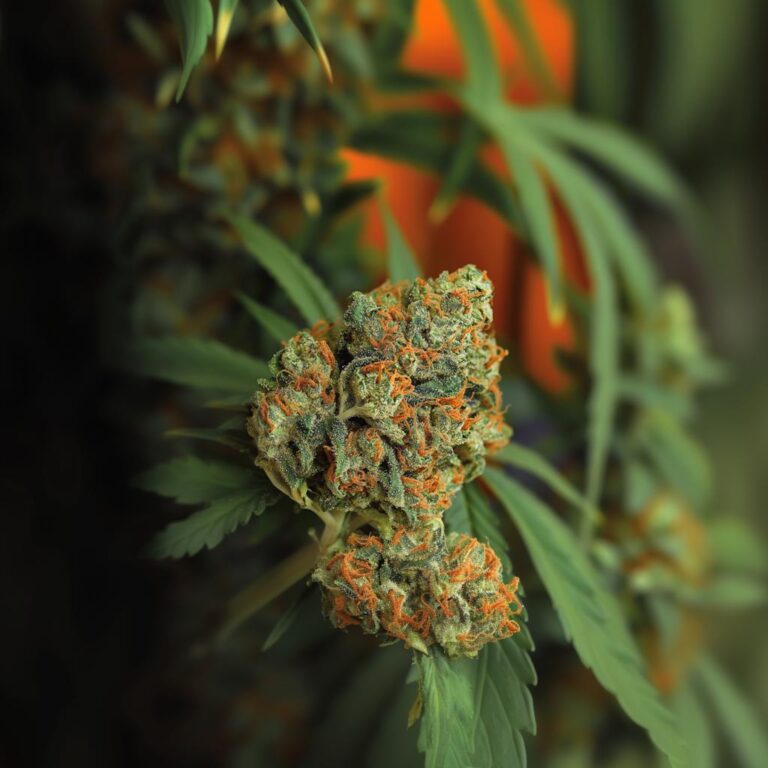 Italian Ice Weed Strain Information & Effects