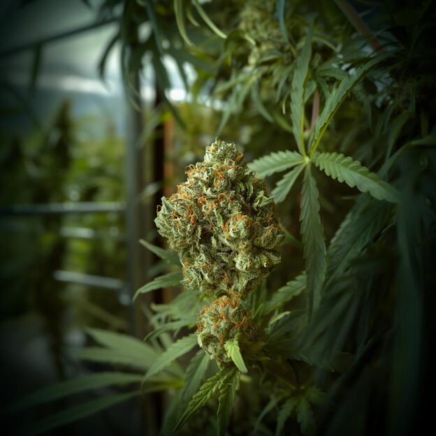 Apples and Bananas Weed Strain Information & Effects