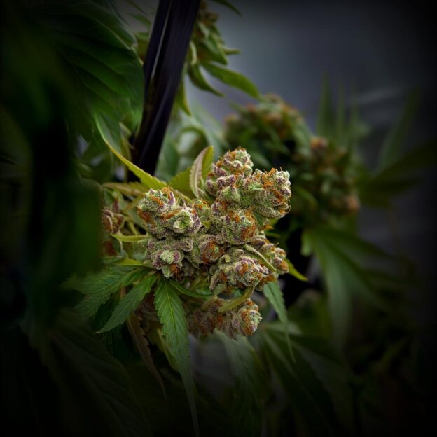 Super Boof Strain Information & Effects