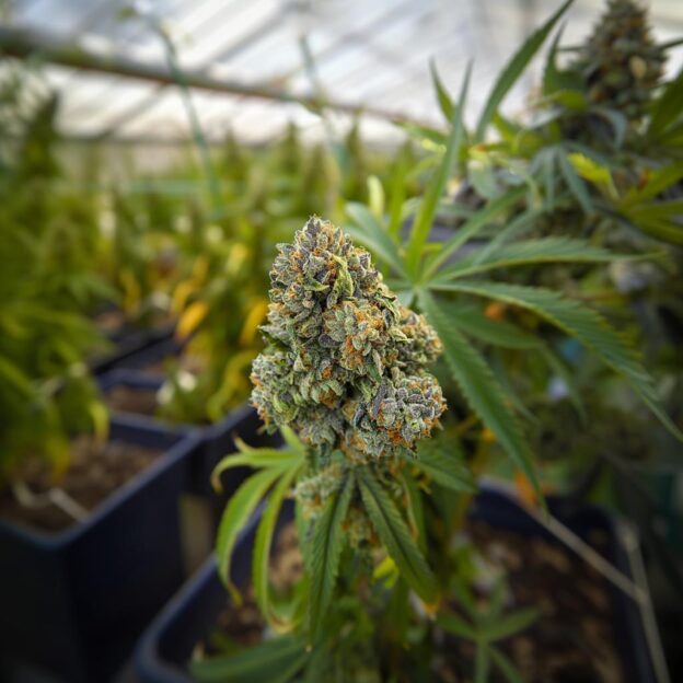 Gumbo Weed Strain Information & Effects