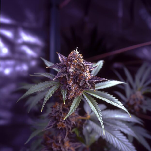 Grape Ape Weed Strain Information & Effects