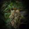 Garlic Breath Weed Strain Information & Effects