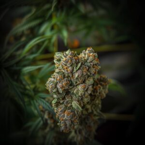 Garlic Breath Weed Strain Information & Effects