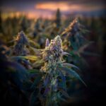 Rs11 Weed Strain Information & Effects