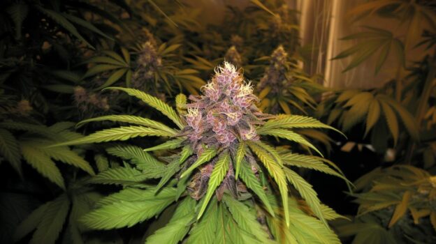 Birthday Cake Strain Information & Effects