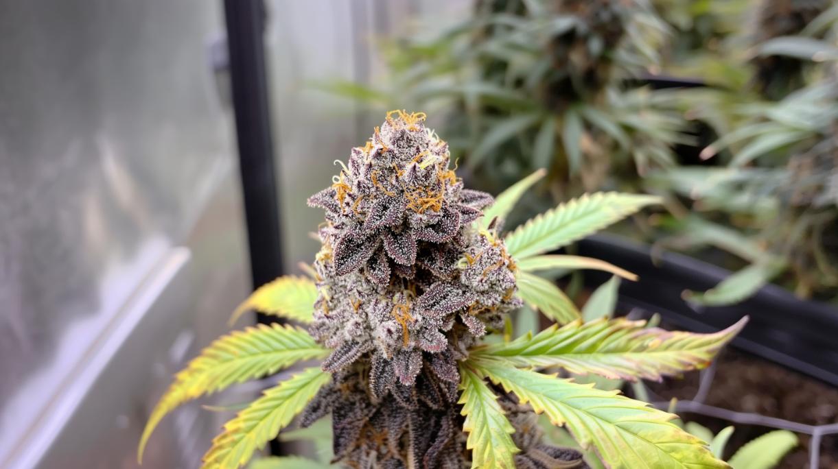 Mint Chocolate Chip Strain Information & Effects