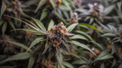 Biscotti Strain Information & Effects