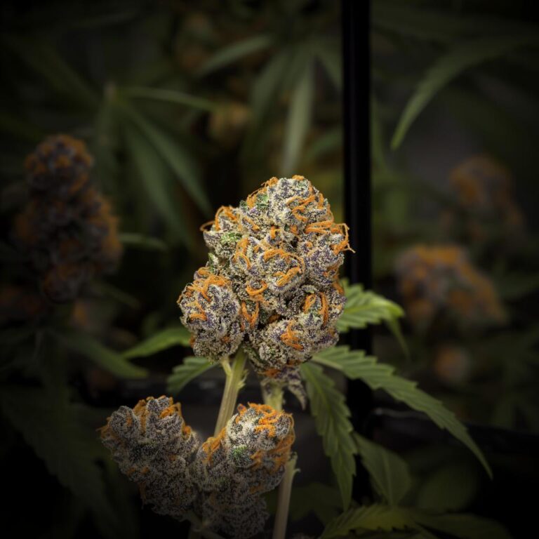 Marshmallow OG Strain Information & Effects