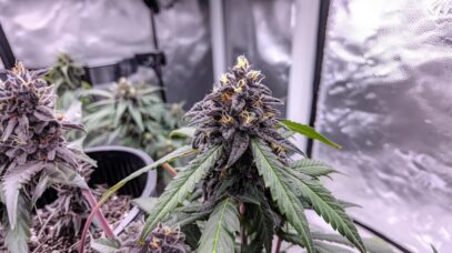 E85 Strain Information & Effects