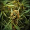 Triangle Kush Strain Information & Effects