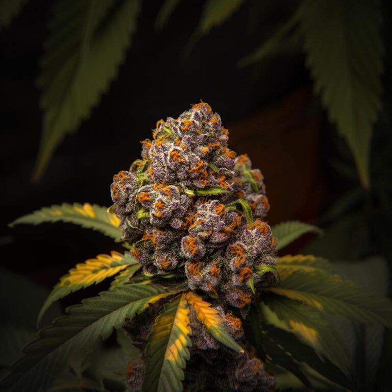 Point Break Strain Information & Effects
