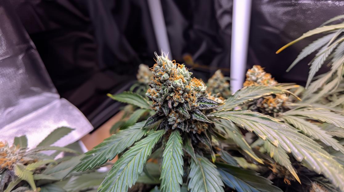 Cherry Diesel Strain Information & Effects