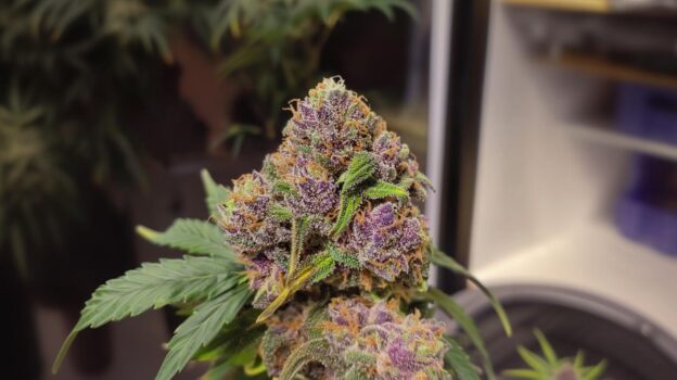 Pink Certz Strain Information & Effects