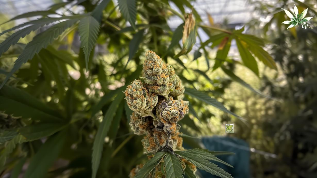 Lemon Cherry Gelato Strain Information & Effects