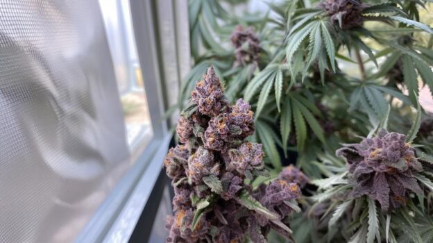 Pink Runtz Strain Information & Effects