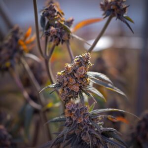 Cherry Bomb Strain Information & Effects