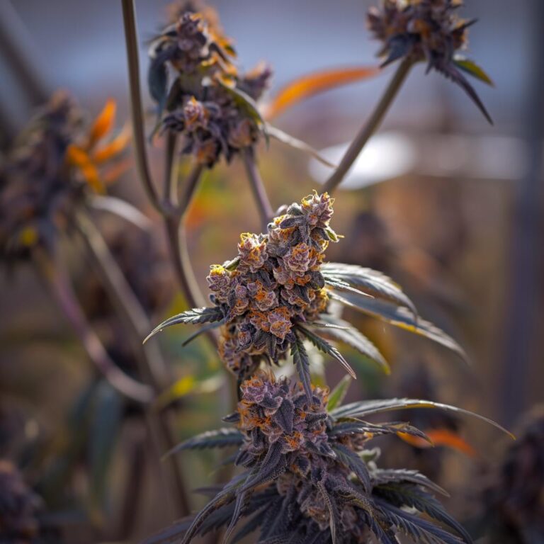 Cherry Bomb Strain Information & Effects