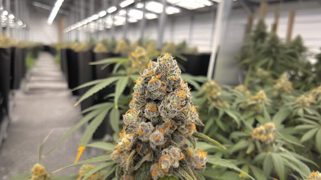 Pineapple Strain Information & Effects