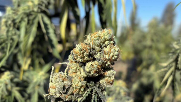 Cinderella 99 Strain Information & Effects