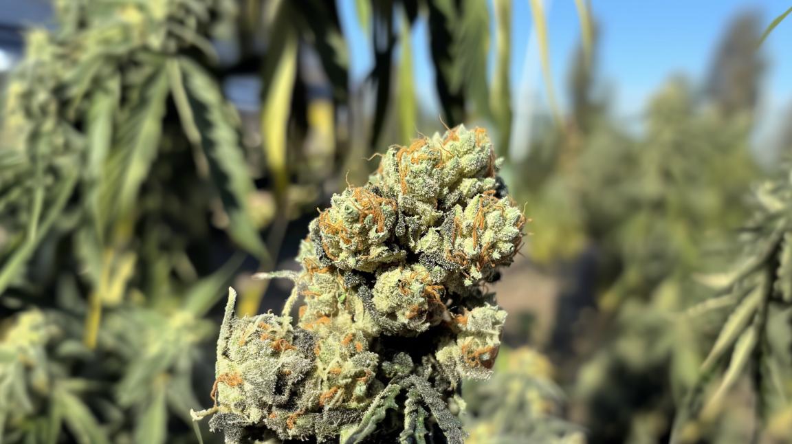 Cinderella 99 Strain Information & Effects