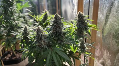 Obama Runtz Strain Information & Effects