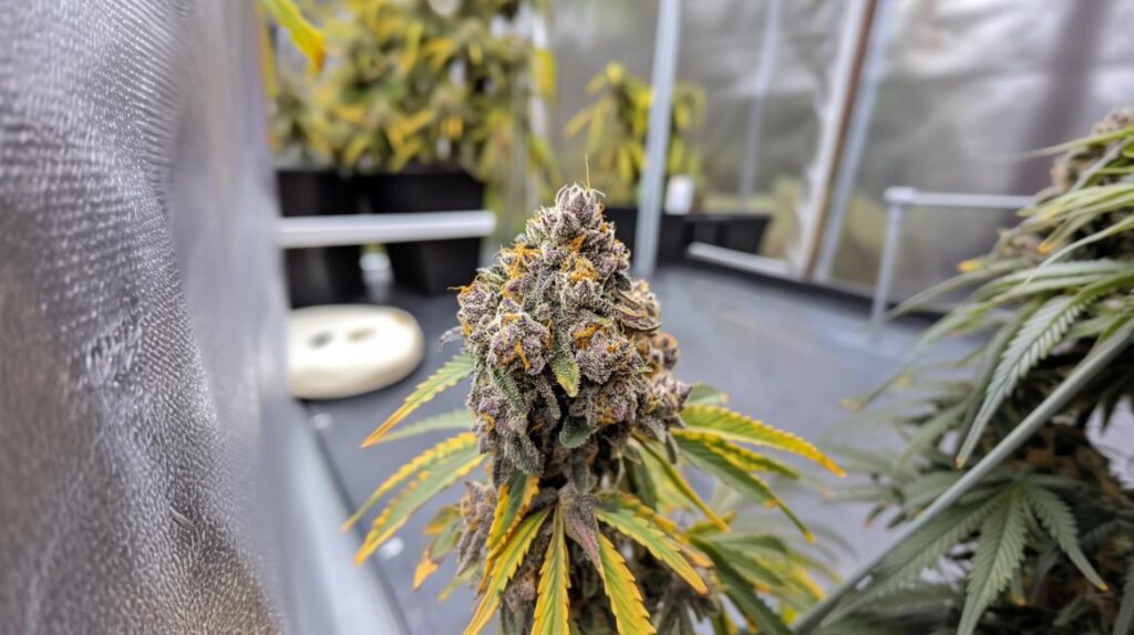 Space Monkey Strain Information & Effects