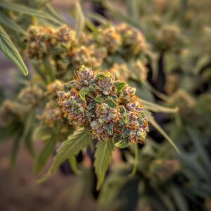 Zkittlez Strain Information & Effects